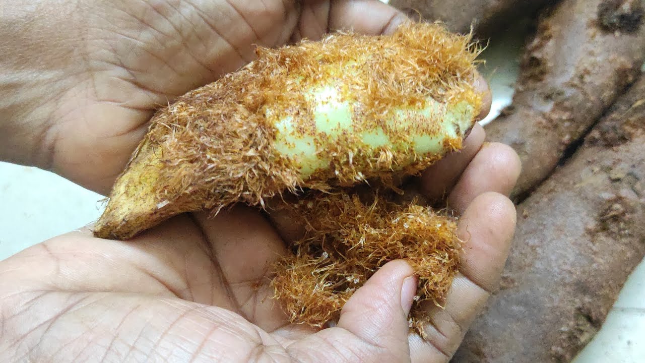 4000 வியாதிகளை தீர்க்கும் முட நீக்கி கிழங்கு சூப்|Mudavattukal kilangu ...