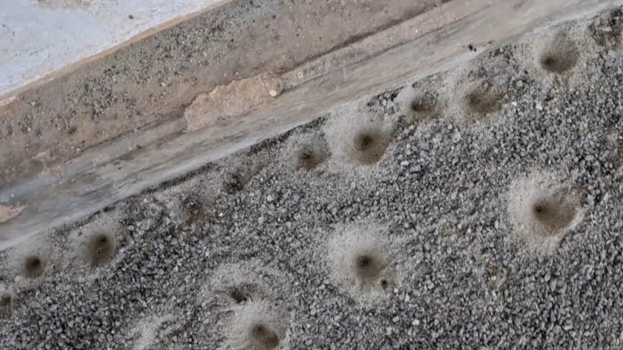 Conical Pits Created by Antlion - YouTube