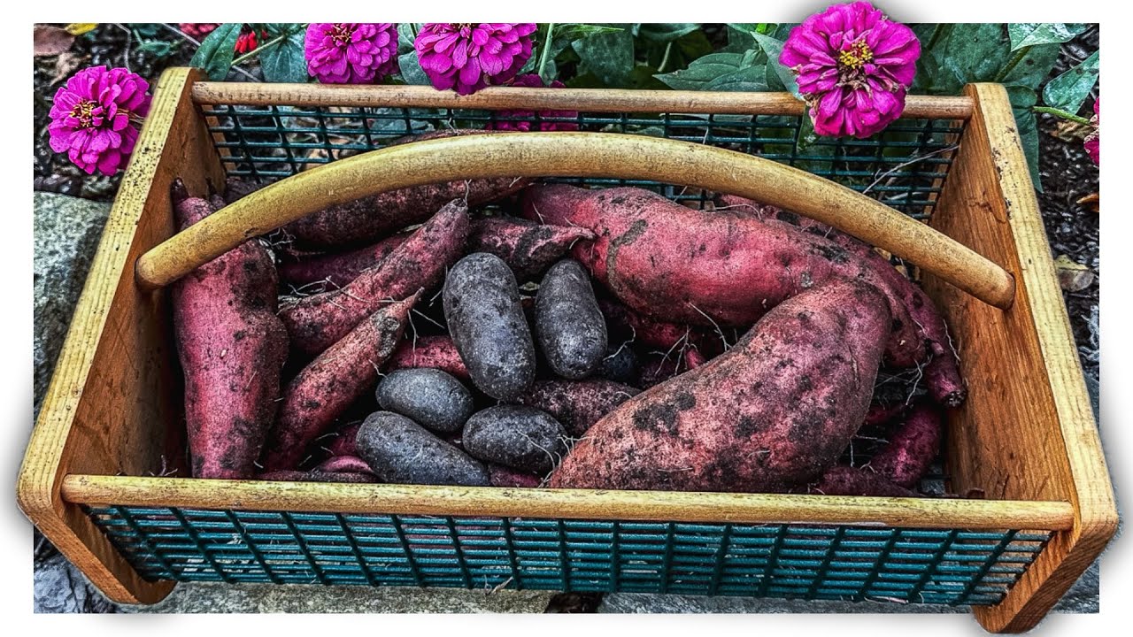 HARVESTING SWEET POTATOES 🍠 | October 14, 2024 | Connecticut #zone6b ...