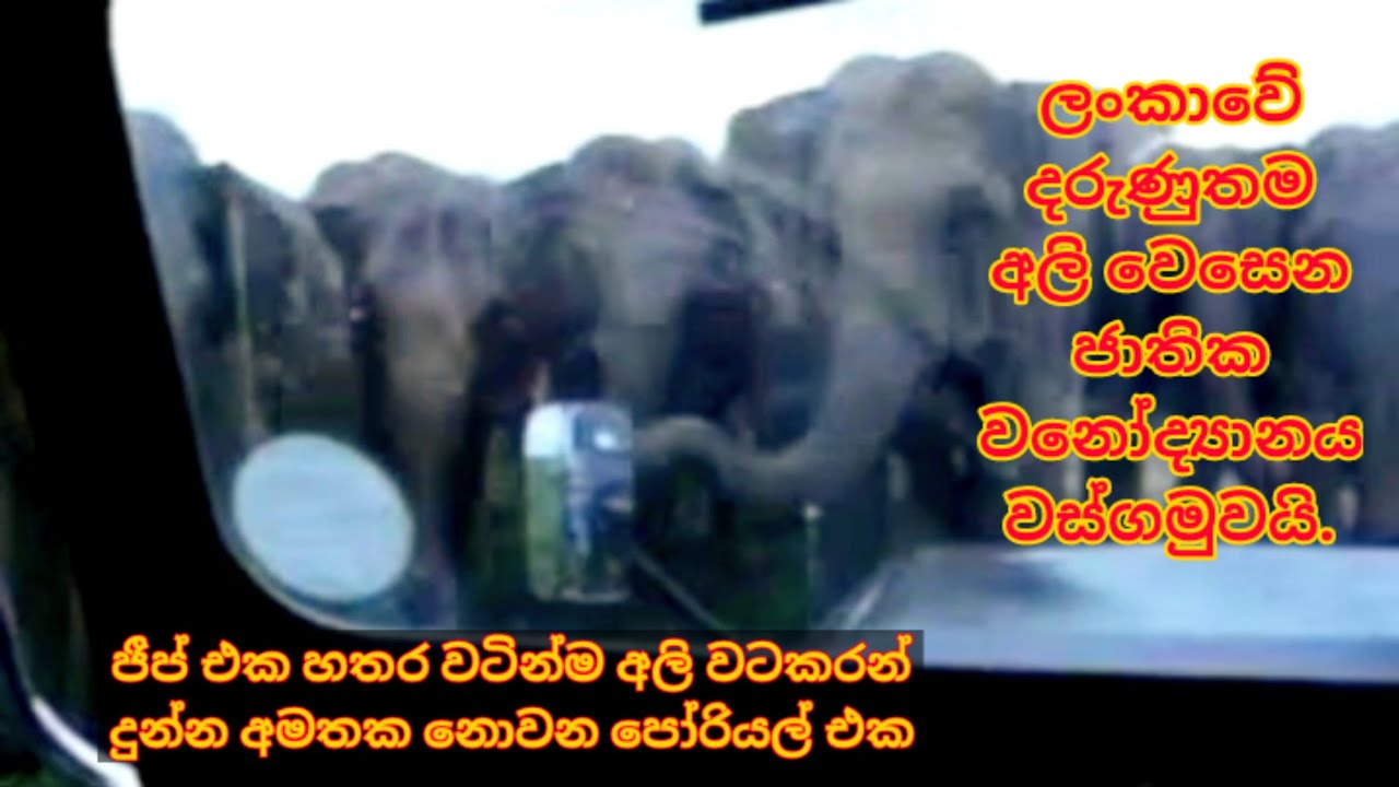 Wild Elephant Attack | Elephant Chasing Safari Jeep | Wasgamuwa ...