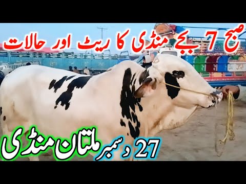 Today Fresh Multan Cow Mandi Latest Update Video | Cholistani Sahiwal Bachre | Multan Janwar Mandi🔥