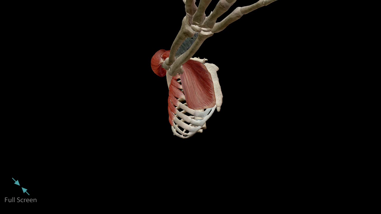 Shoulder Flexion Movement - YouTube