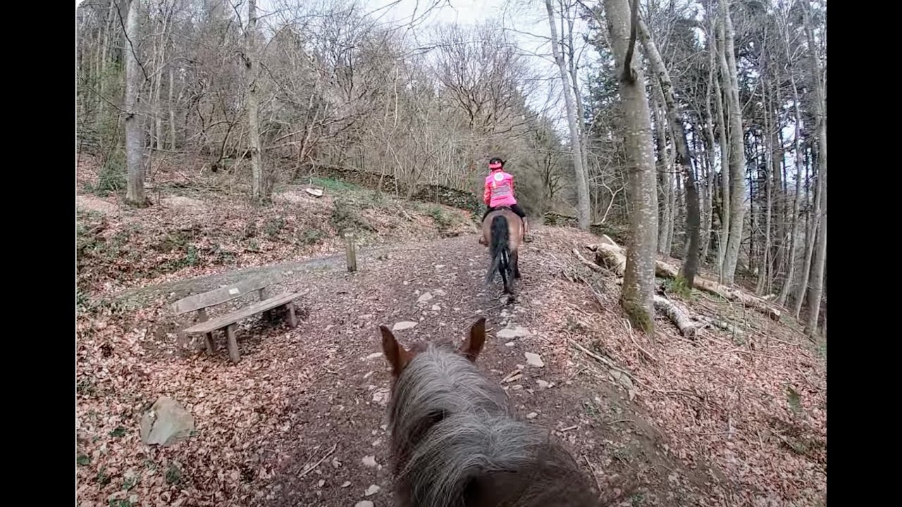 If you go down to the woods today... - YouTube