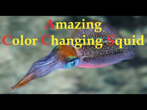 Amazing Color Changing Squid | ক্ষণে ক্ষণে রং বদলাচ্ছে স্কুইড | Don't ...
