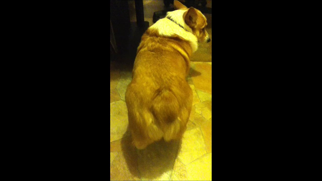 corgi farting - YouTube