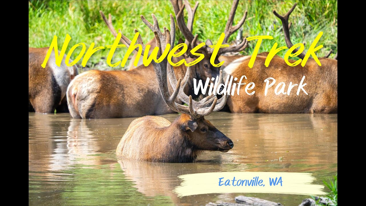 Northwest Trek Wildlife Park | Eatonville, WA | July 2024 | Insta360 GO ...