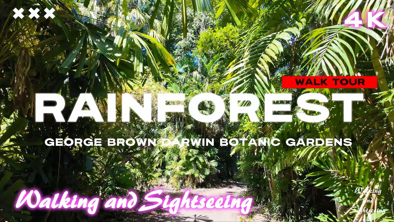 RAINFOREST WALK 4K DARWIN 🇦🇺 boardwalk through the rainforest loop to ...
