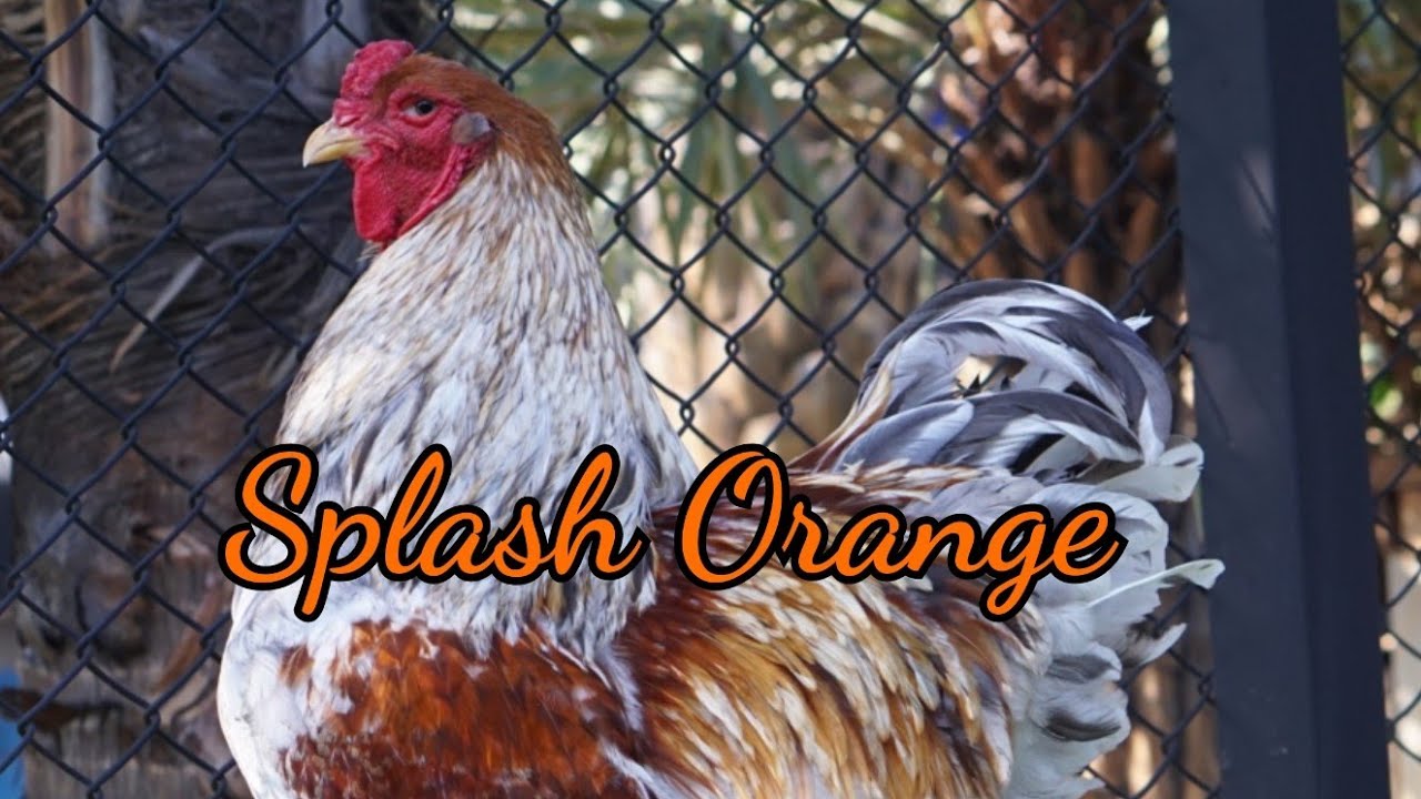 Splash Orange Brahma chicken - YouTube