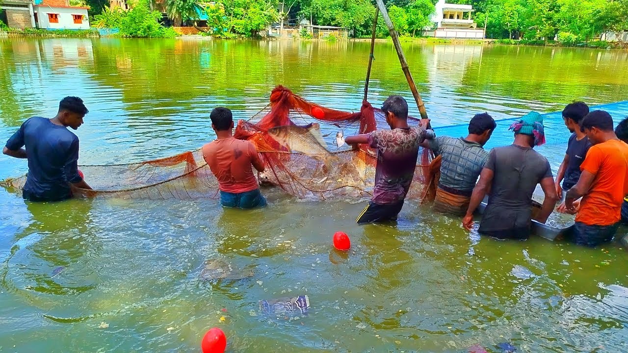 Exciting moment of catching big fish with net in pond | Fish video ...