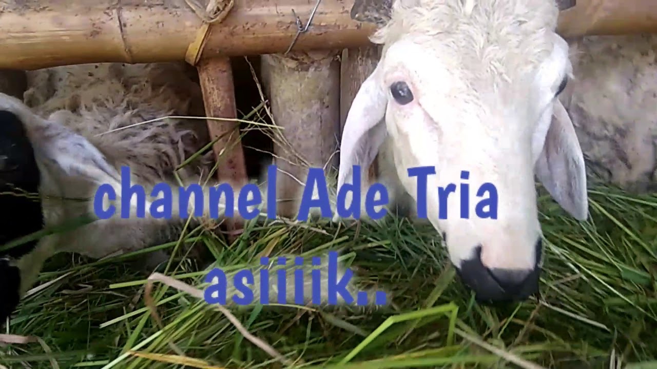 DUNIA ternak..wedus gembel alias DOMBA - YouTube