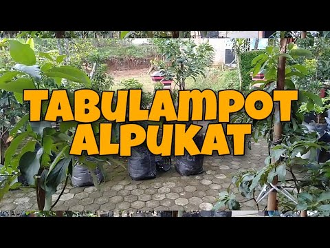 TABULAMPOT ALPUKAT #tipsntrik - YouTube