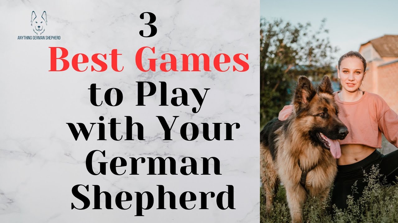 3 Best Games to Play with Your German Shepherd - YouTube