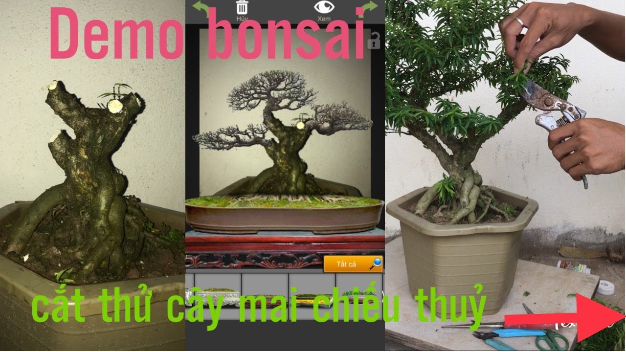 my bonsai demo trên iphone, android, computer, cách demo cây cảnh, ứng ...
