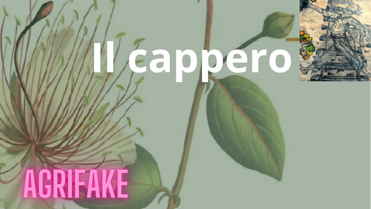 IL CAPPERO (Capparis spinosa), LA PIANTA DEI CAPPERI E DEI CUCUNCI O ...