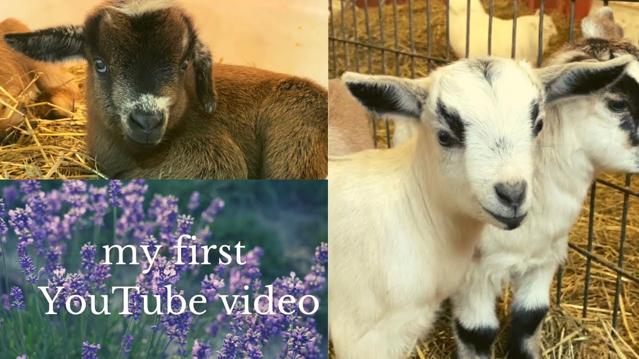cute baby goats on our farm | my first YouTube video - YouTube