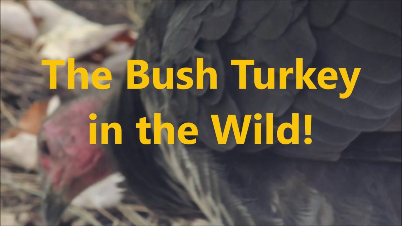 The Bush Turkey In The Wild | Bird Watching | Wildlife Australia - YouTube