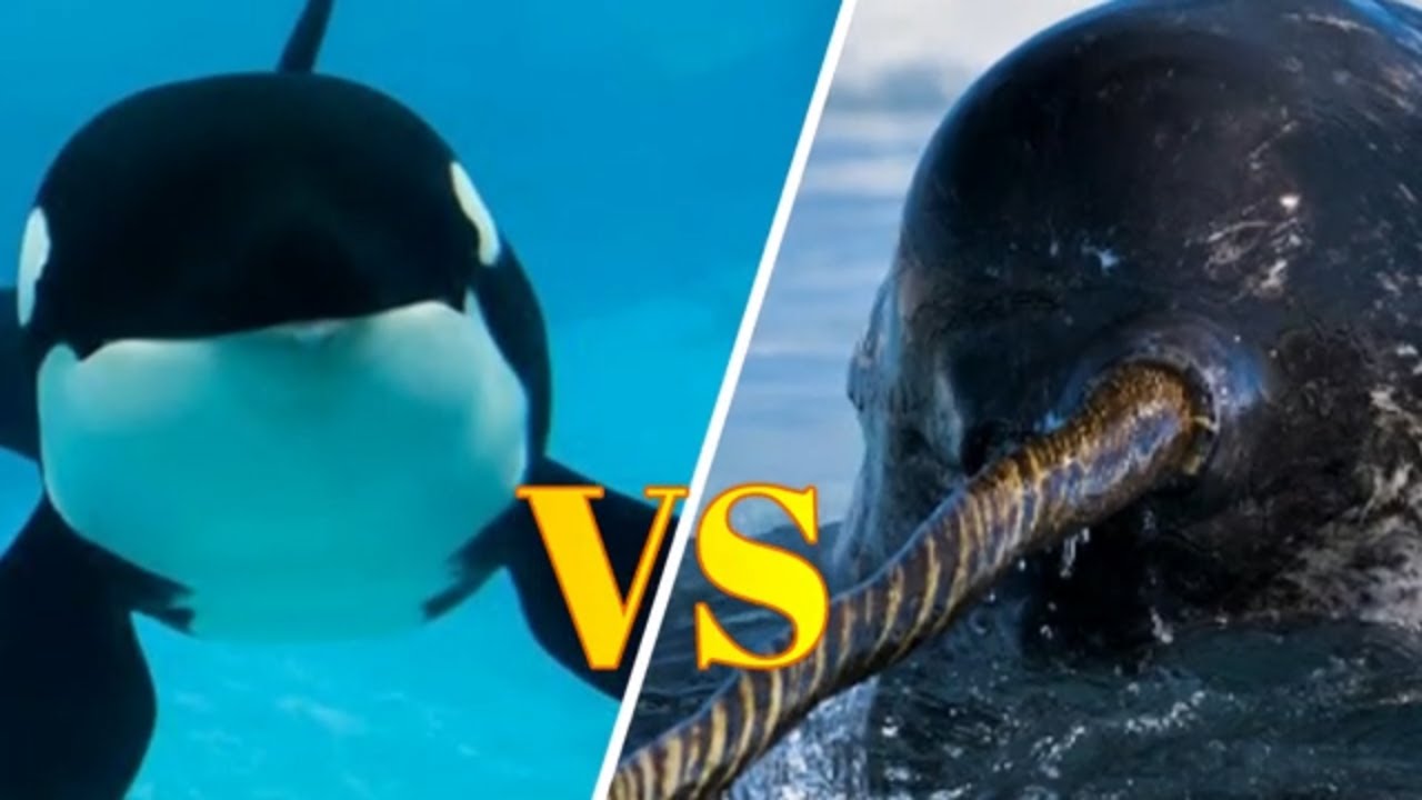 Orca vs Baleia Narval - YouTube