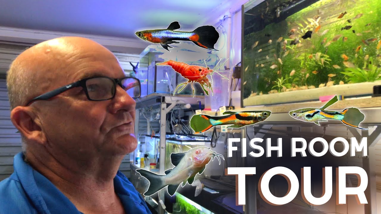 Breeding THOUSANDS of Fish in a Garage! Hobbyist Fish Room Tour! - YouTube