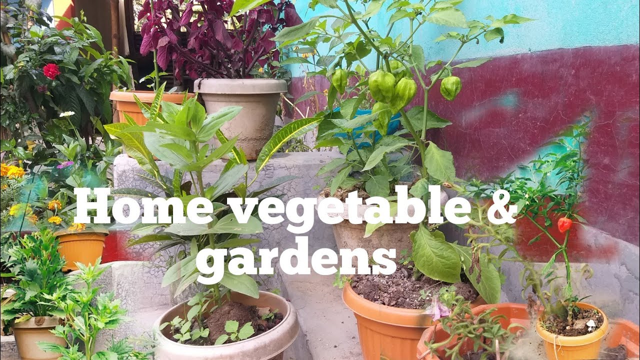 how to grow home Vegetables & Garden in Small space - YouTube