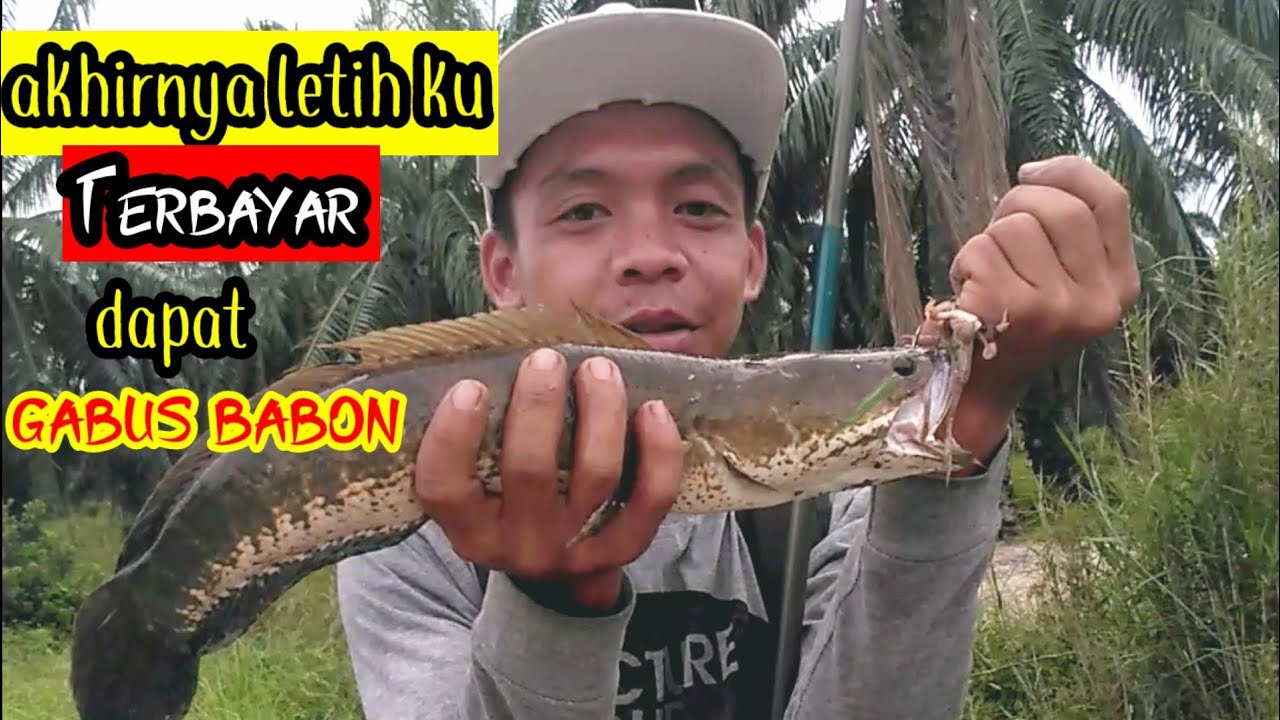 mancing gabus dapat gabus babon||mancing ndudul,memair - YouTube