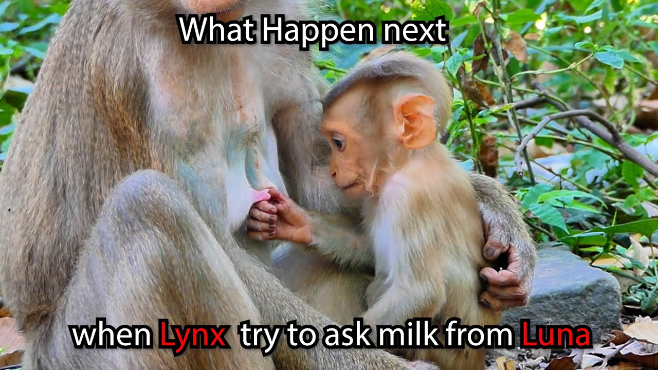 You will don't believe that ! What Happen next when Lynx try to ask ...