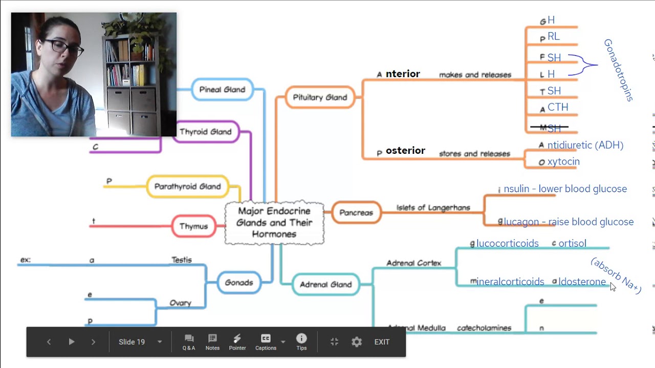 Endocrine System: Overview of all the glands - YouTube