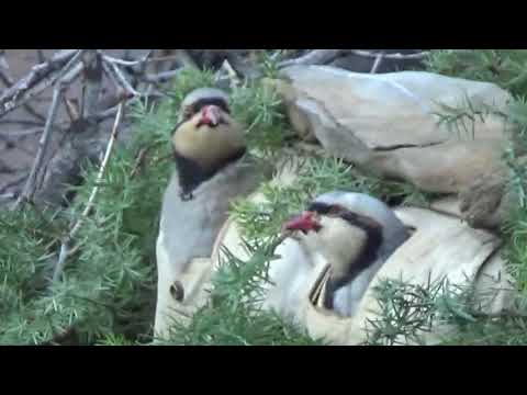 ÇATI KEKLİKLER YABANİYİ BEKLERKEN !! Çatı Keklik Avı