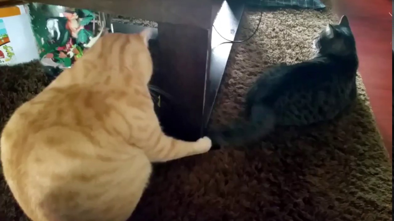 Peach and plum the cats - YouTube