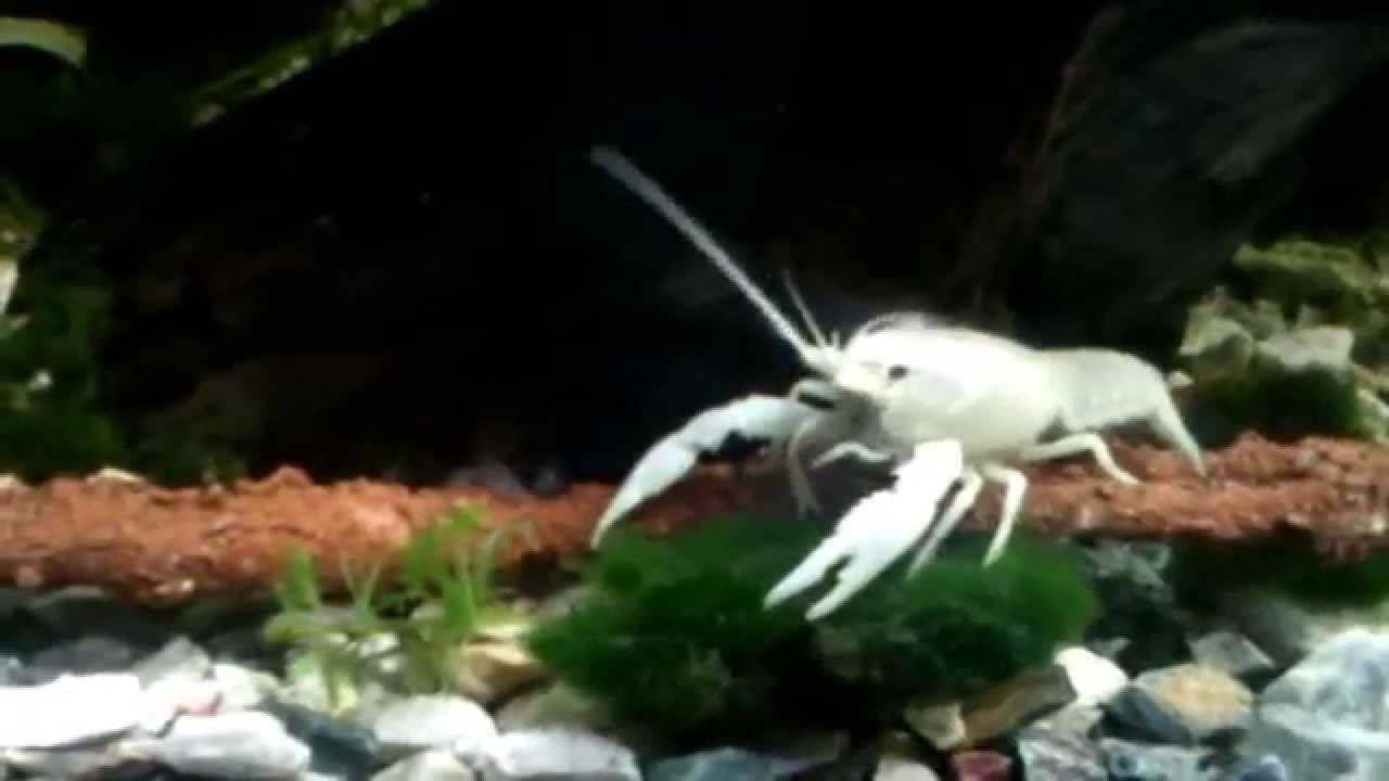 biały rak w akwarium z żółwiami ( white crayfish in an aquarium with ...