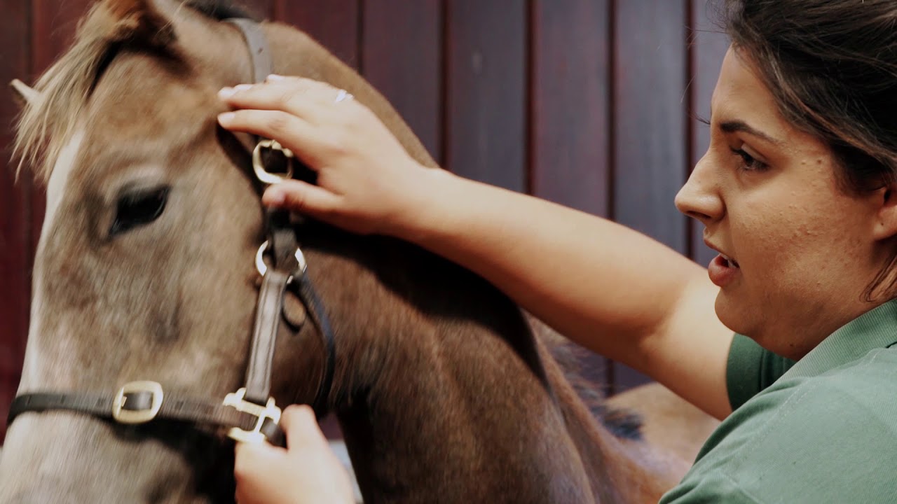 How To Handle a Foal #HorseHowTo - YouTube