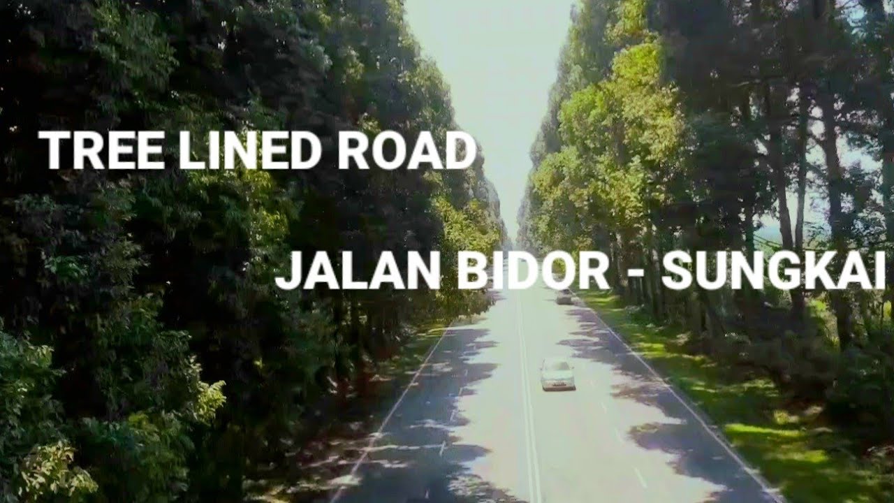 TREE LINE ROAD |JALAN BIDOR| SUNGKAI | PERAK - YouTube