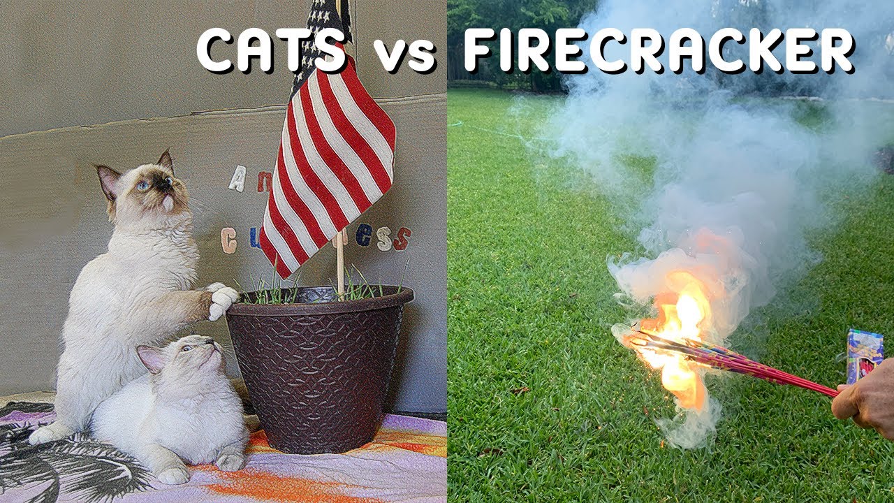 CATS vs FIRECRACKER / Animal Cuteness Overload - YouTube