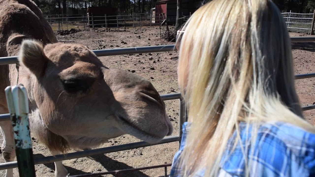 Camel - Grand Canyon Deer Farm 2017 - YouTube