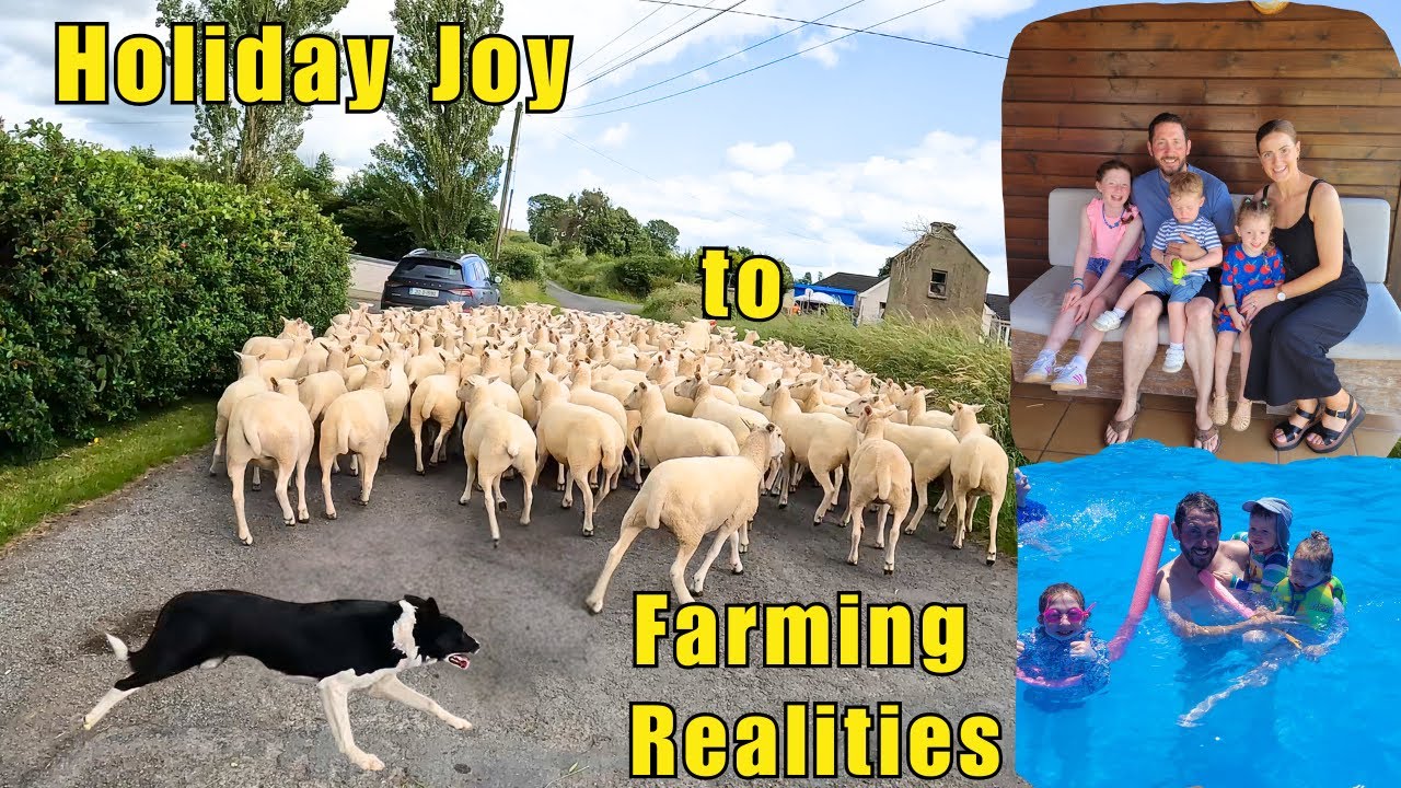 Back to the Farm: Balancing Family Time with Sheep Farming - YouTube