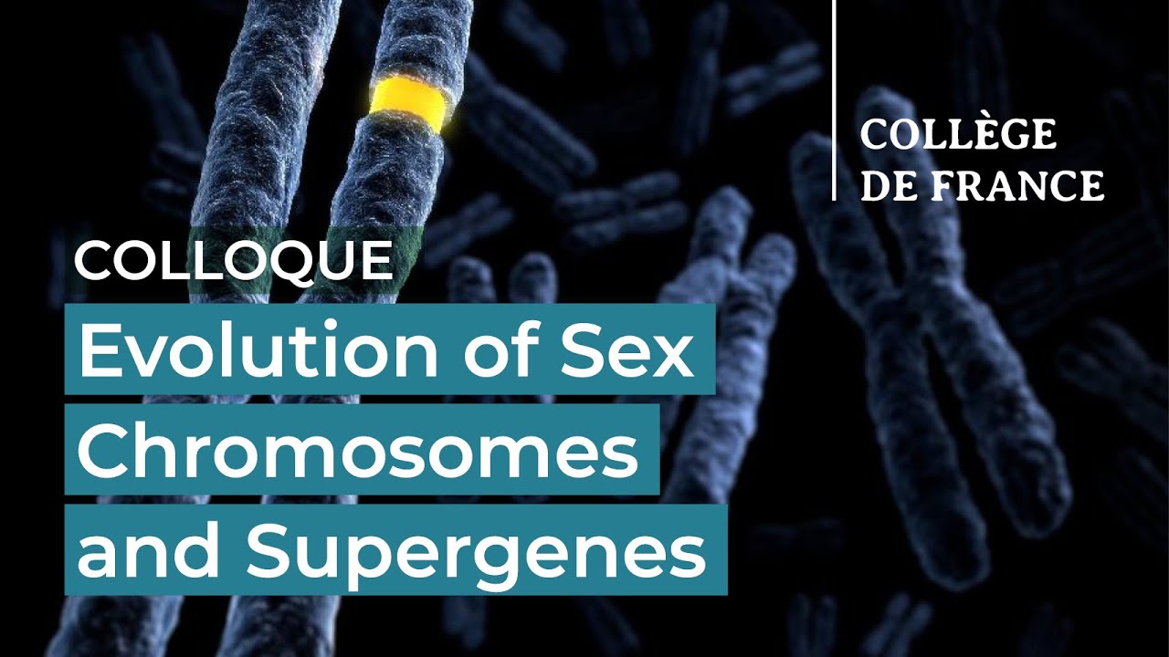 Evolution Of Sex Chromosomes And Supergenes 1 Tatiana Giraud 2021