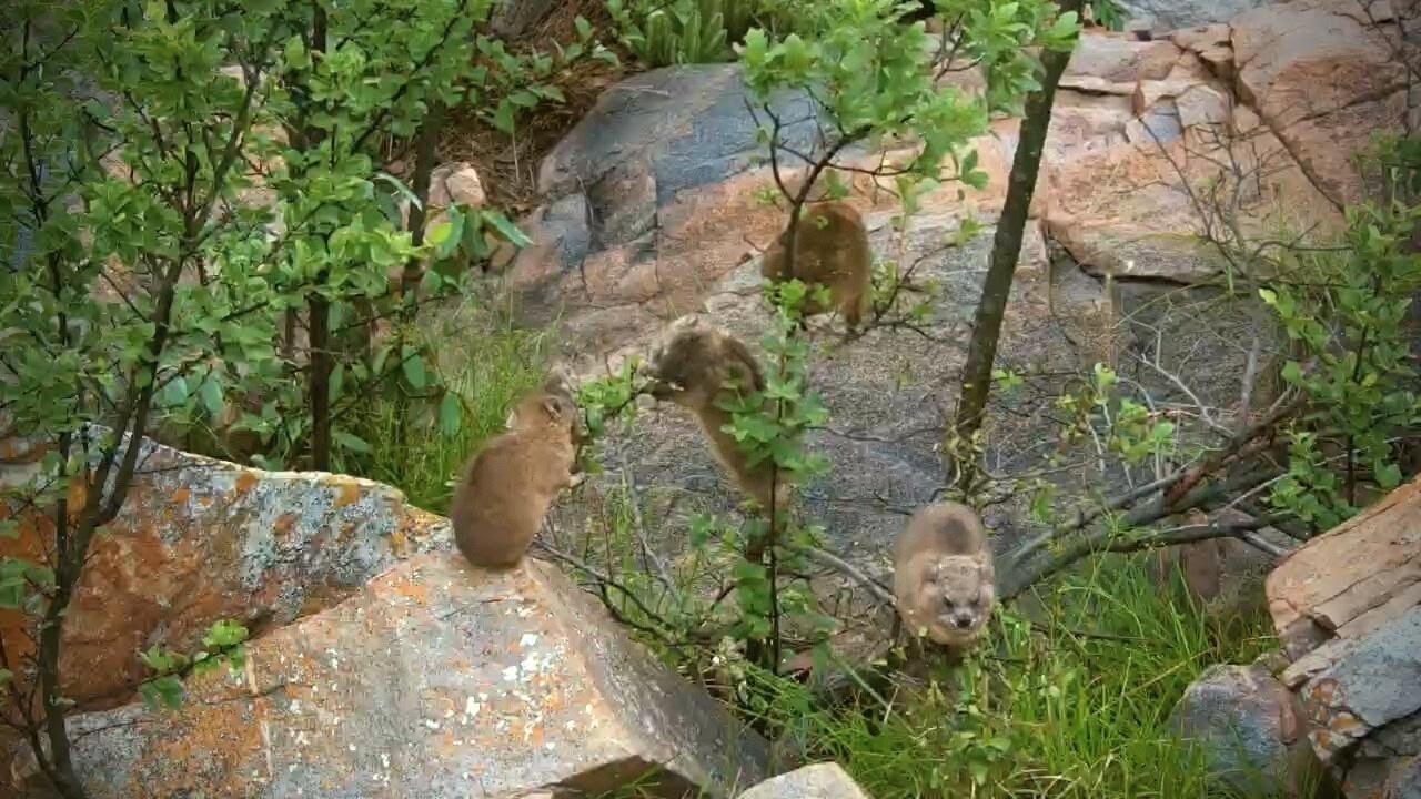 Cute Rock Hyrax Family - YouTube