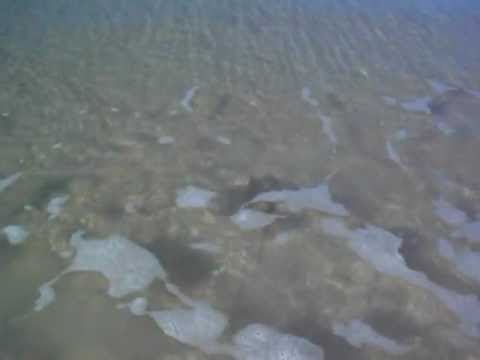 Stingray in the Shallows