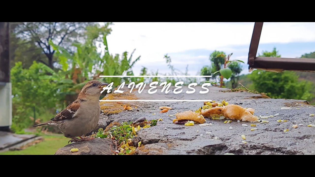 𝙰𝚕𝚒𝚟𝚎𝚗𝚎𝚜𝚜 - YouTube