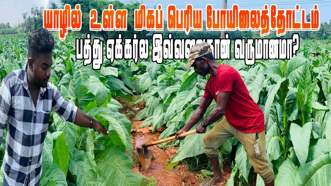 🛑போயிலை தோட்டத்தில இவ்வளவு வருமானம் வருமா?🤔#jaffna #trending #farm # ...