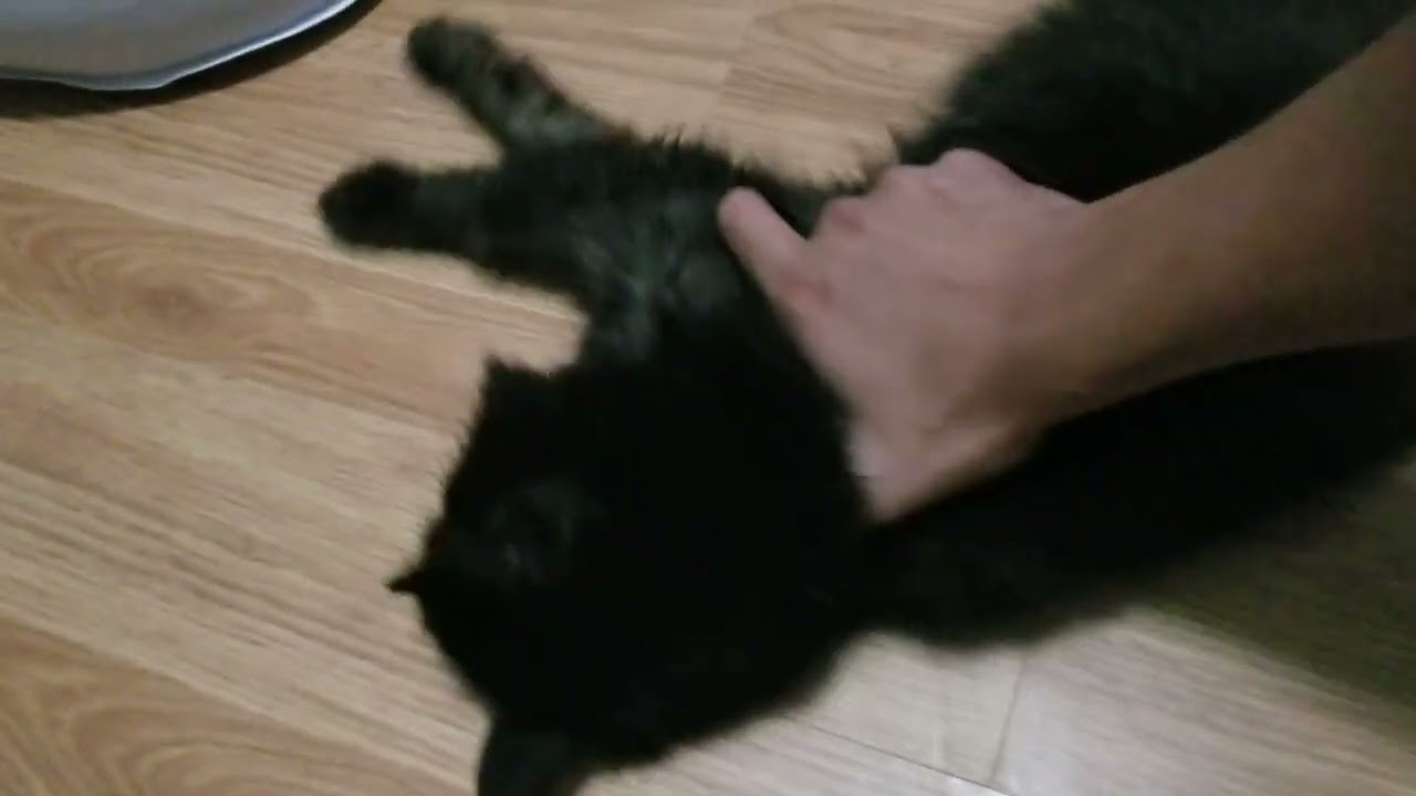 How to use a cat as a mop meme - YouTube