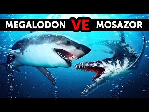 MEGALODON DEV DENİZ DİNOZORU MOSAZORLA KARŞILAŞSA NE OLURDU