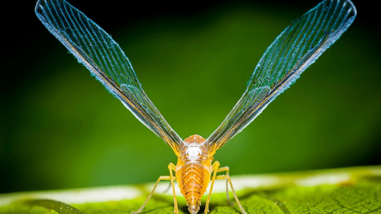 Diving Into the World of Aquatic Insects: Life Beneath the Surface ...