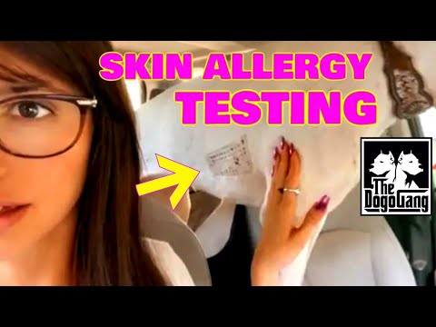 Skin ALLERGY TESTING | Dog Dermatology | Vlog 25 - YouTube