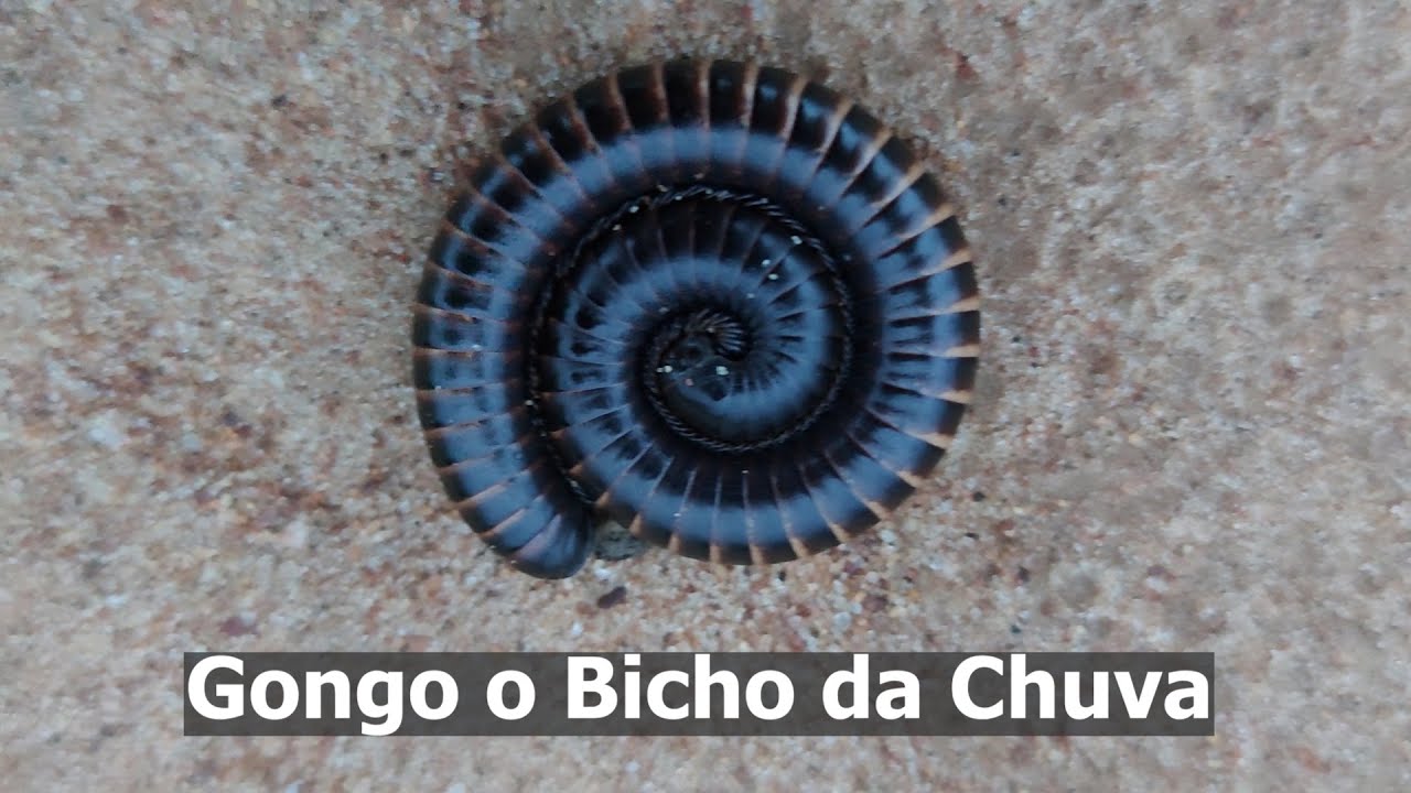 Lacraia De Gongo - Você Já Viu O Bicho Da Chuva? - YouTube