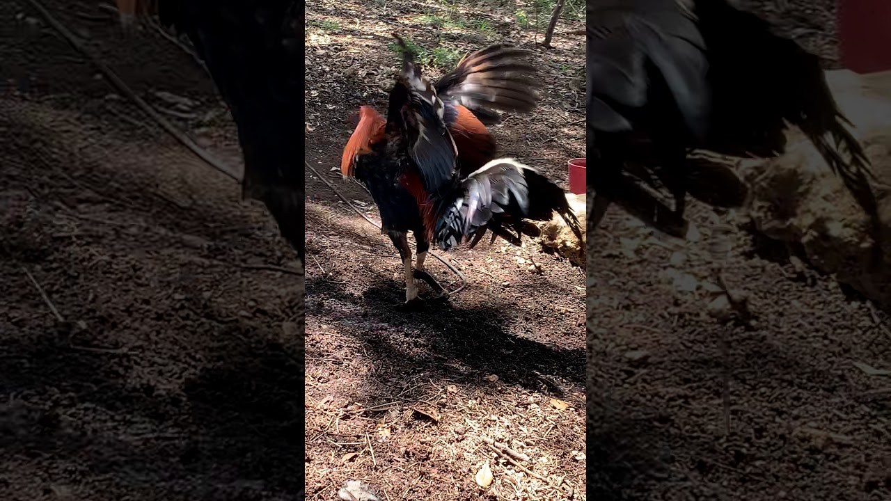 Sweater gamefowl - YouTube