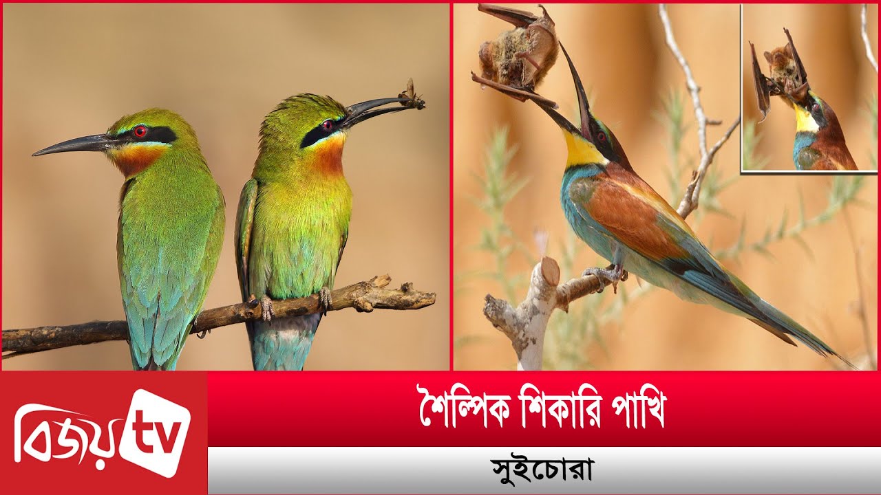শৈল্পিক শিকারি পাখি সুইচোরা | Bijoy TV - YouTube