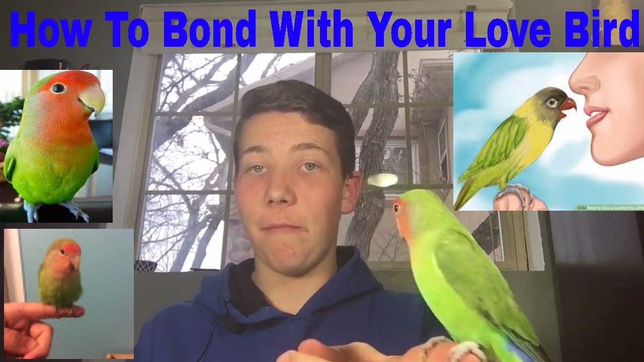 How To Bond With Your Love Bird - YouTube