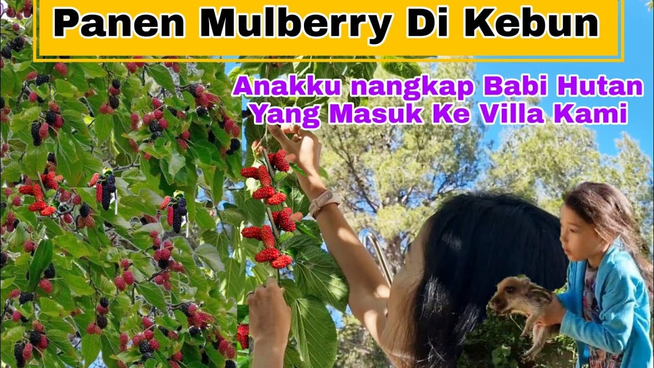 Panen Mulberry di Kebun.. Anakku nangkap Babi Hutan yang Masuk Ke ...