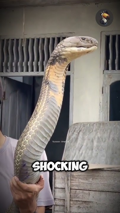 King Cobra VS Python who will win #facts #animals #wildlife - YouTube