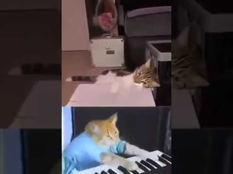 Gatos tocando música - YouTube